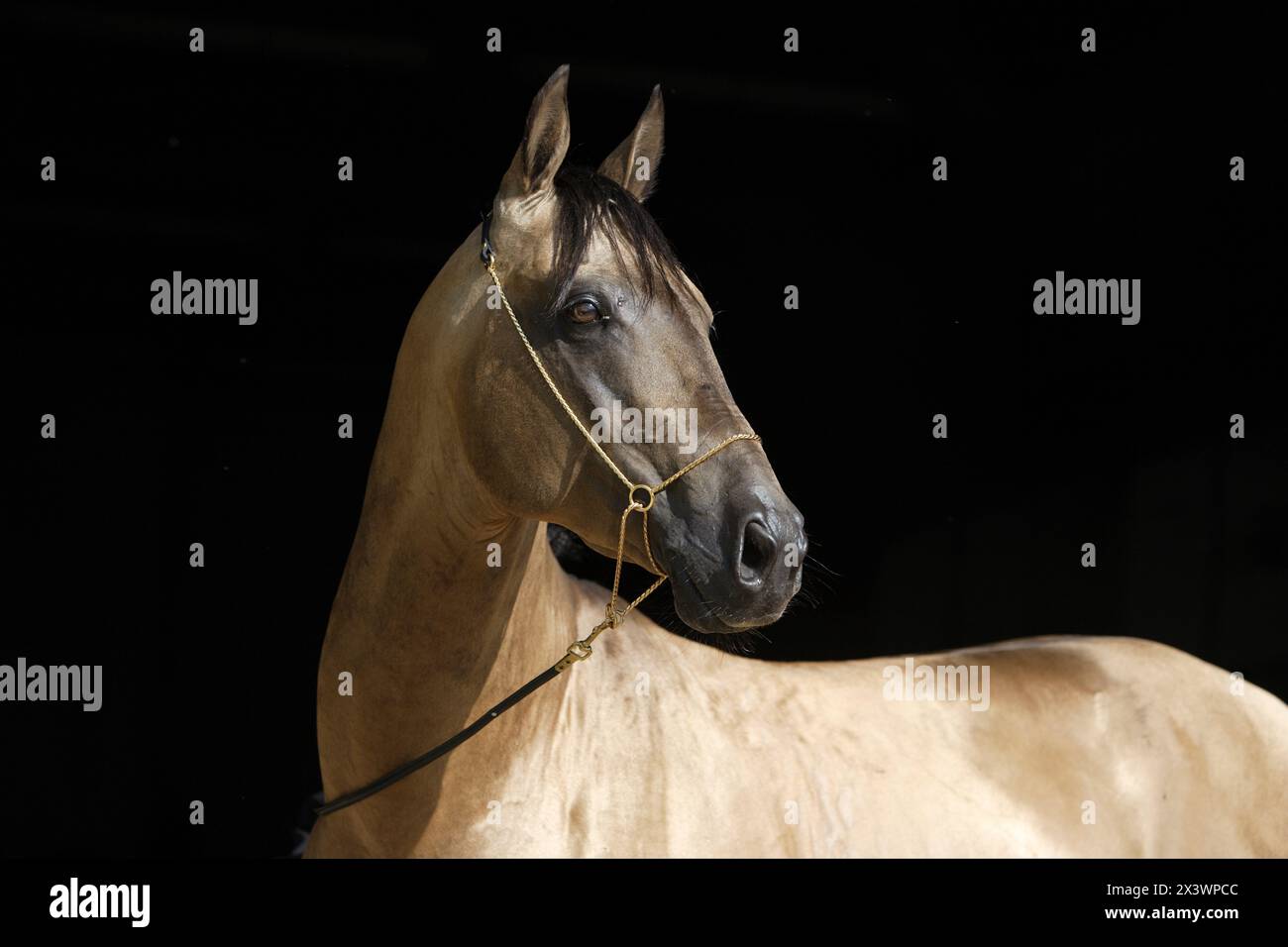 Akhal-Teke. Portrait of adult, seen against a black background. Germany ...