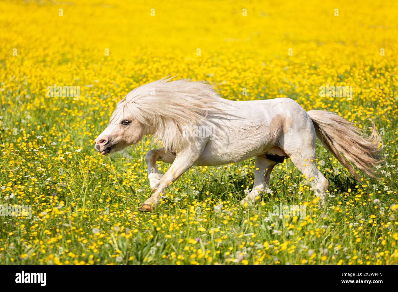 Miniature Shetland Pony. Stallion driving a mare. Germany Stock Photo ...