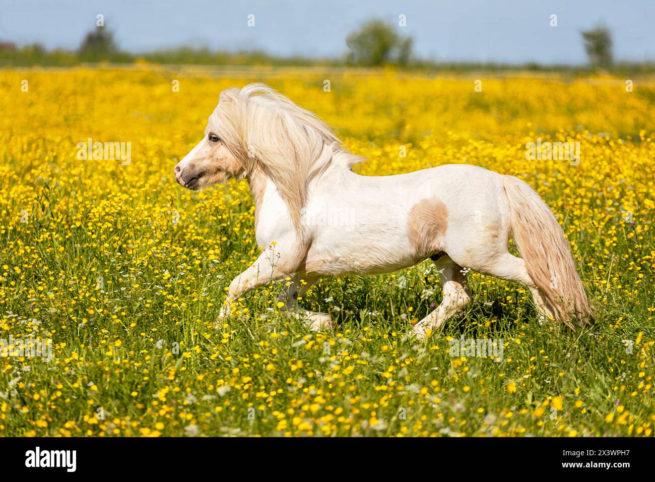 Miniature Shetland Pony. Stallion trotting on a flowering meadow ...