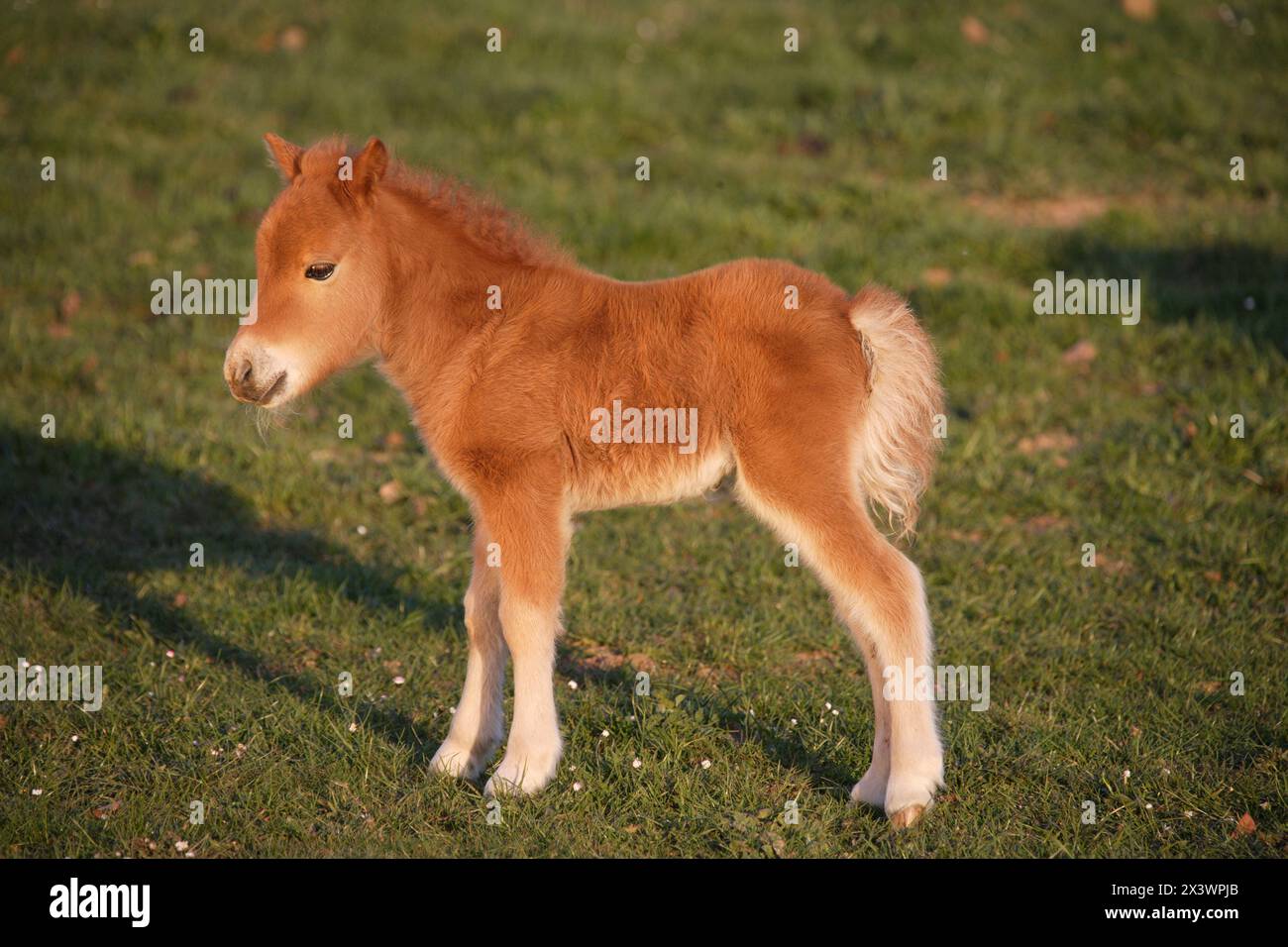 Miniature Shetland Pony. Chestnut foal standing on grass. Germany Stock ...