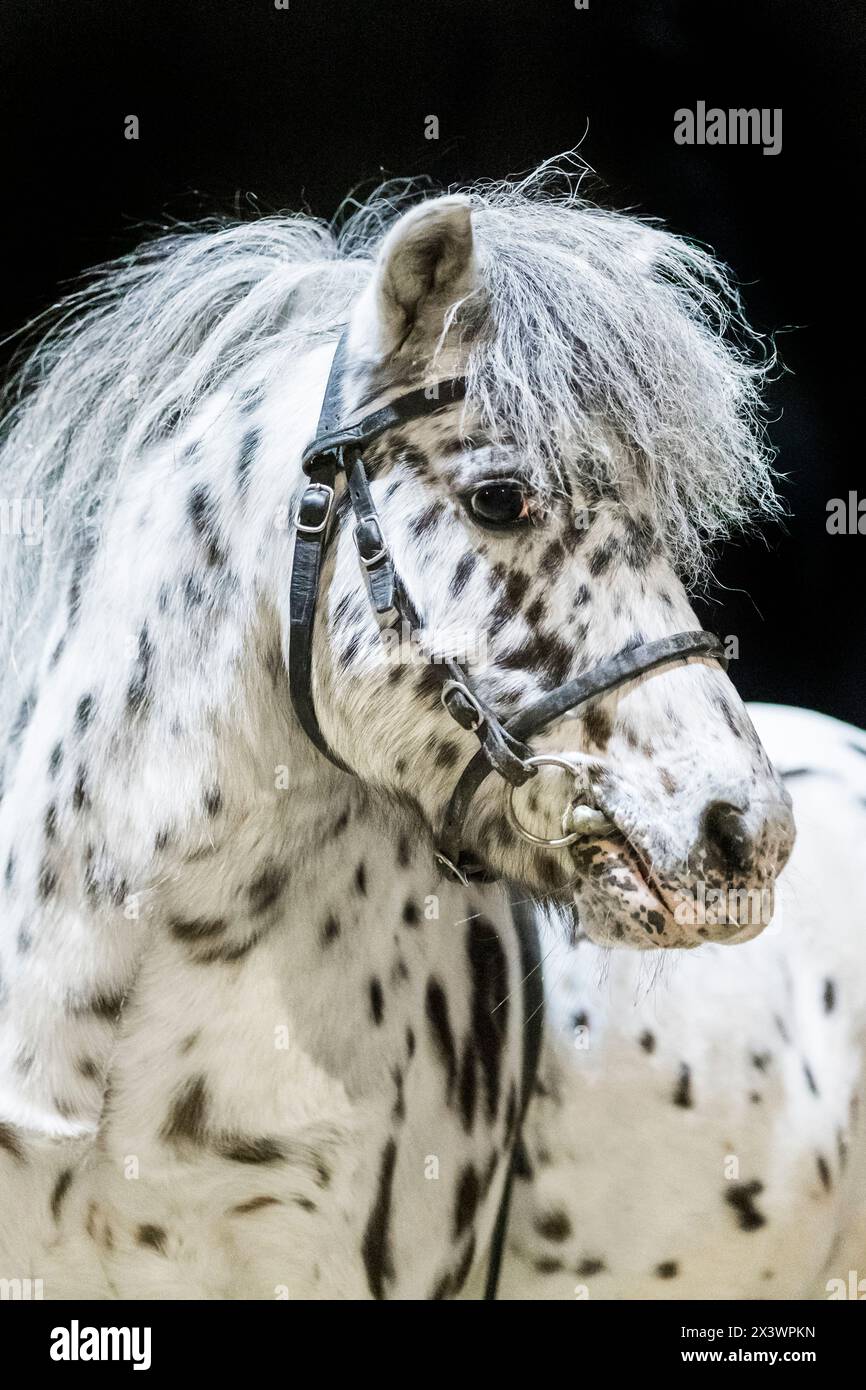 Partbred Shetland Pony. Portrait of leopard-spotted stallion with tack ...