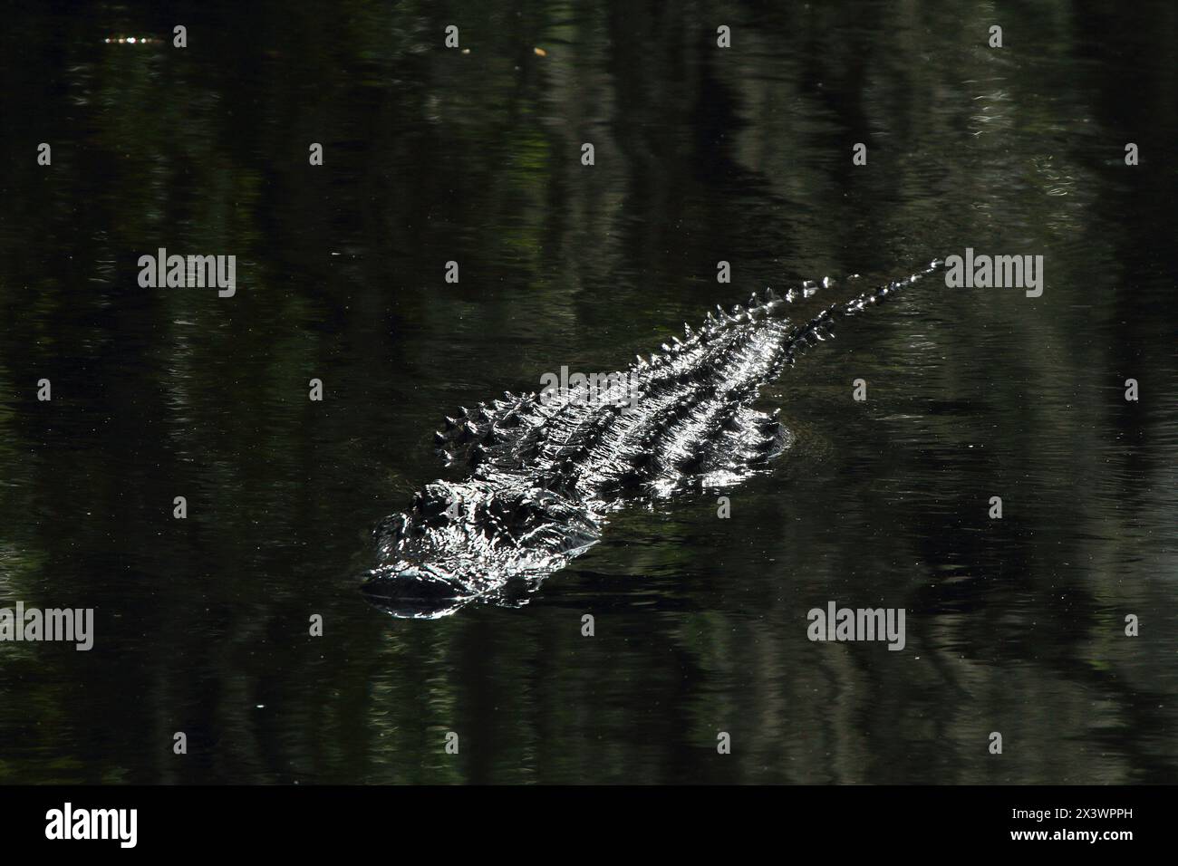 Usa, Florida. Everglades. Alligator Stock Photo - Alamy