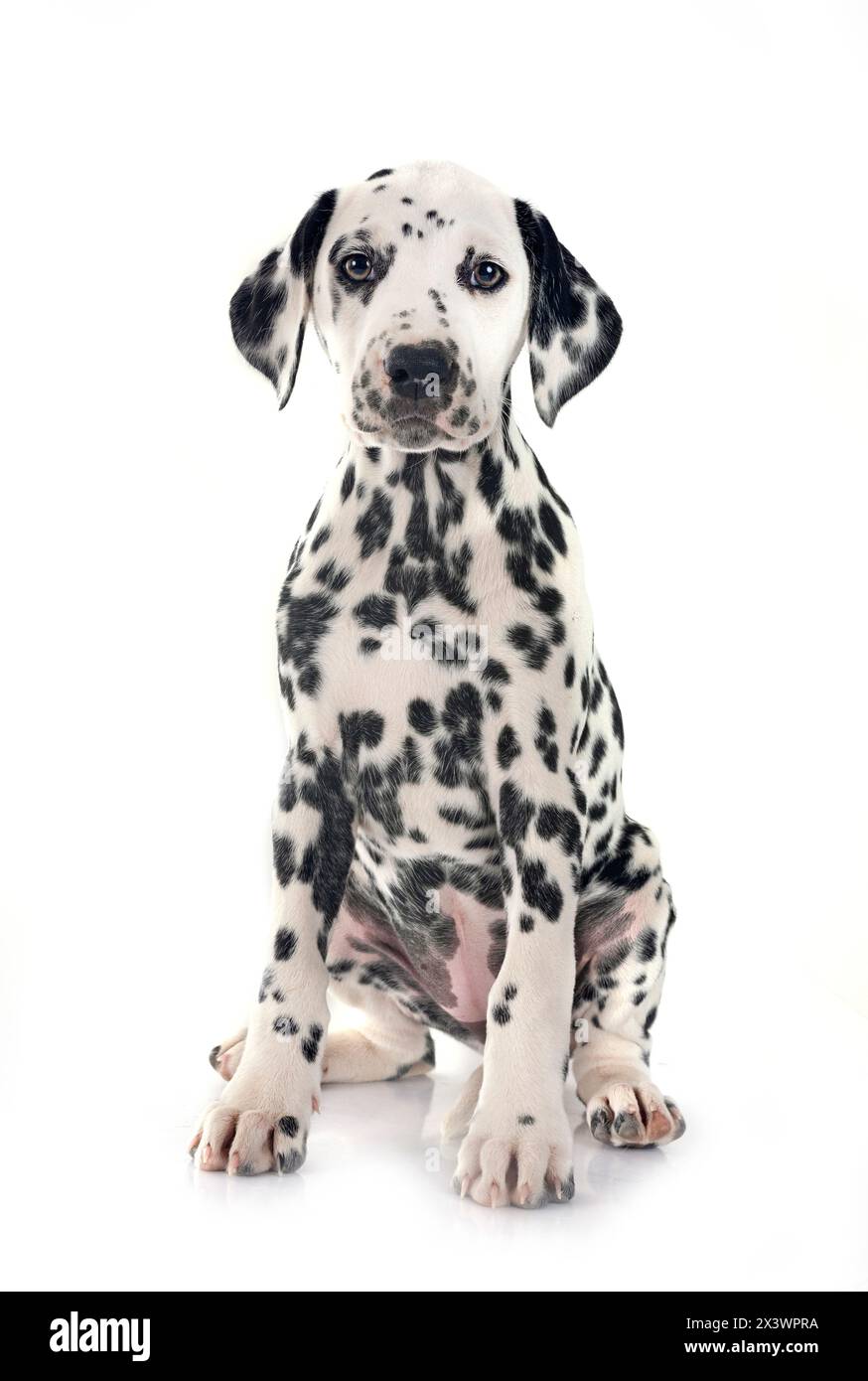 puppy dalmatian in front of white background Stock Photo - Alamy