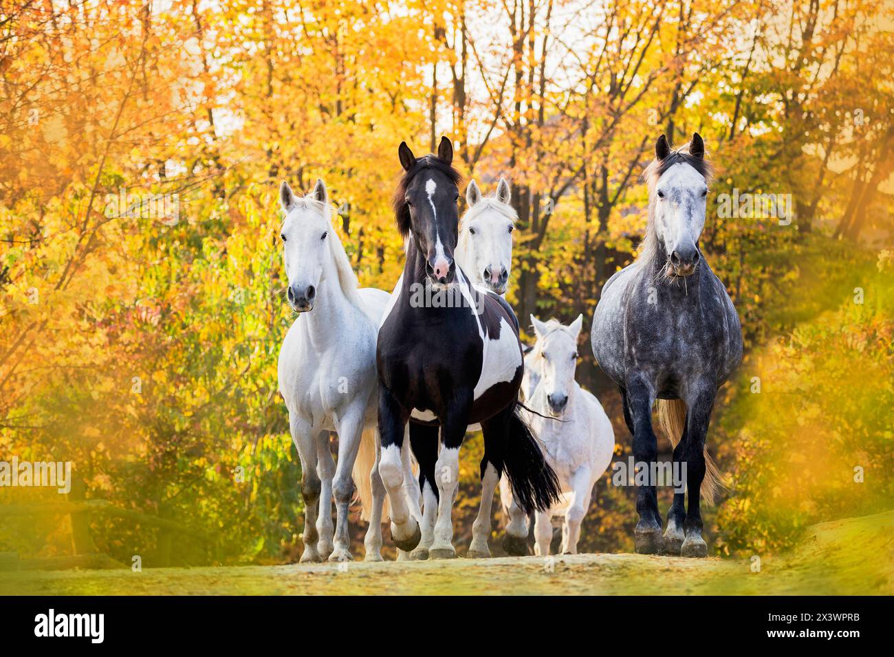 Warmbloods (Heavy Warmblood, Warmblood, Moritzburg, Polish Warmblood ...