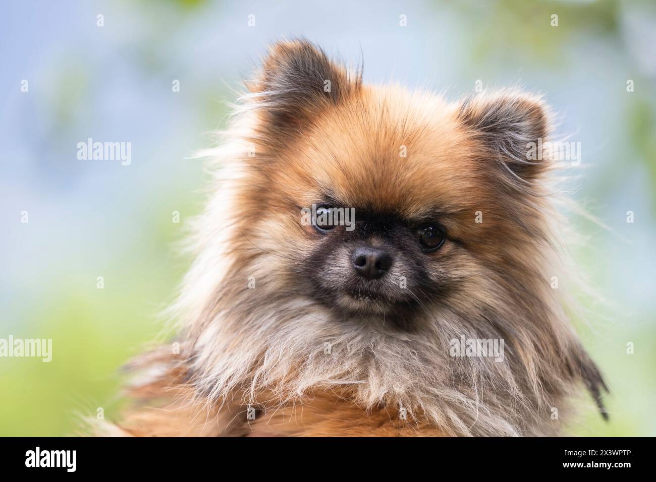 Pomchi (Pomeranian x Chihuahua). Portrait of adult dog. Germany Stock ...