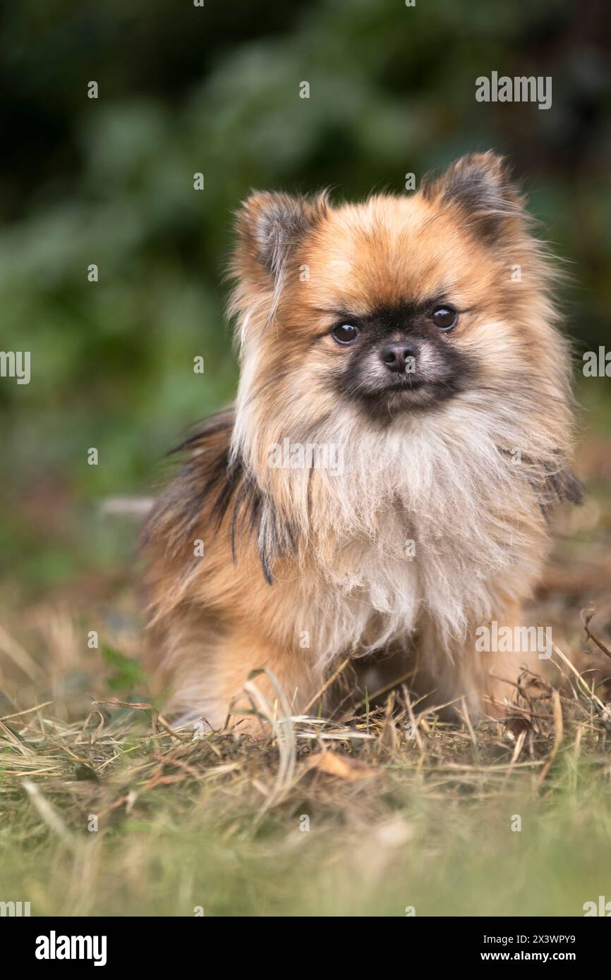 Pomchi (Pomeranian x Chihuahua). Adult dog sitting on a meadow. Germany ...