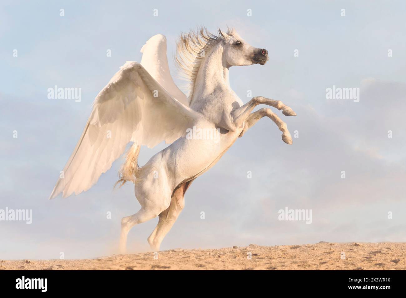 Pegasus, a winged horse, a creature in Greek mythology, taking-off ...