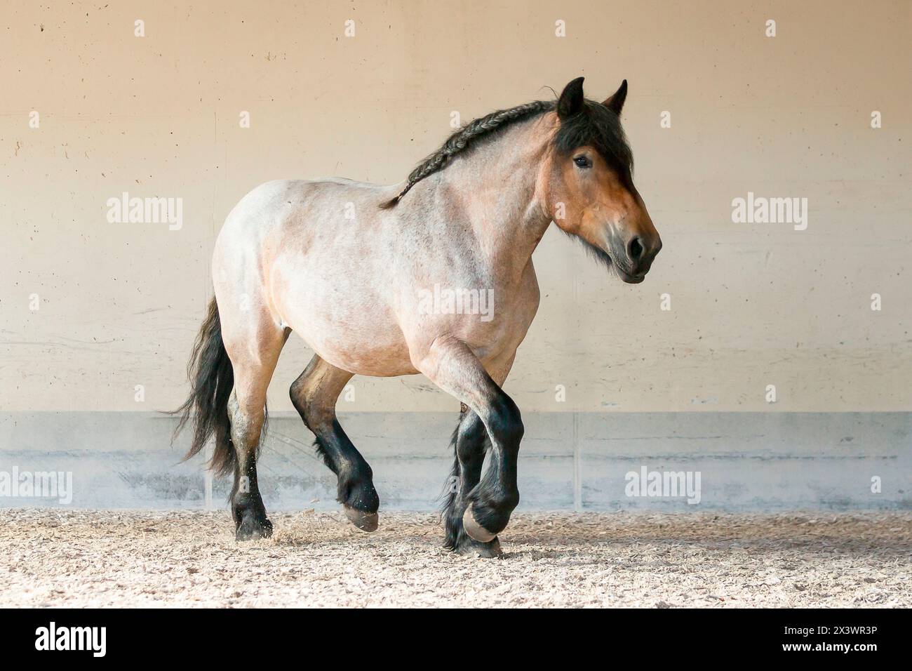 Dutch Draft. Juvenile strawberry-roan mare walking in a riding hall ...