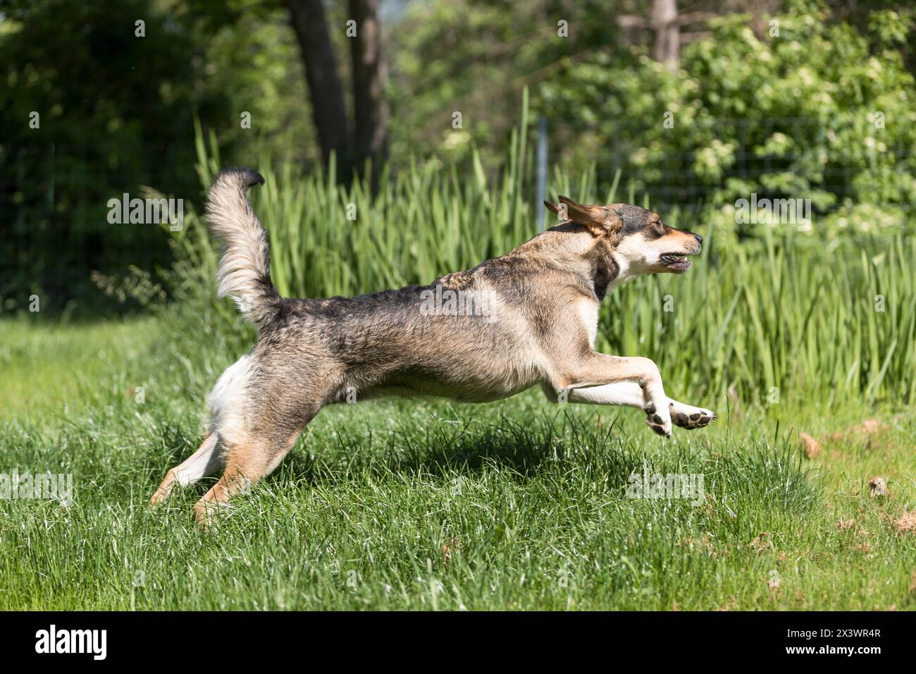 Crossbreed in grass hi-res stock photography and images - Alamy