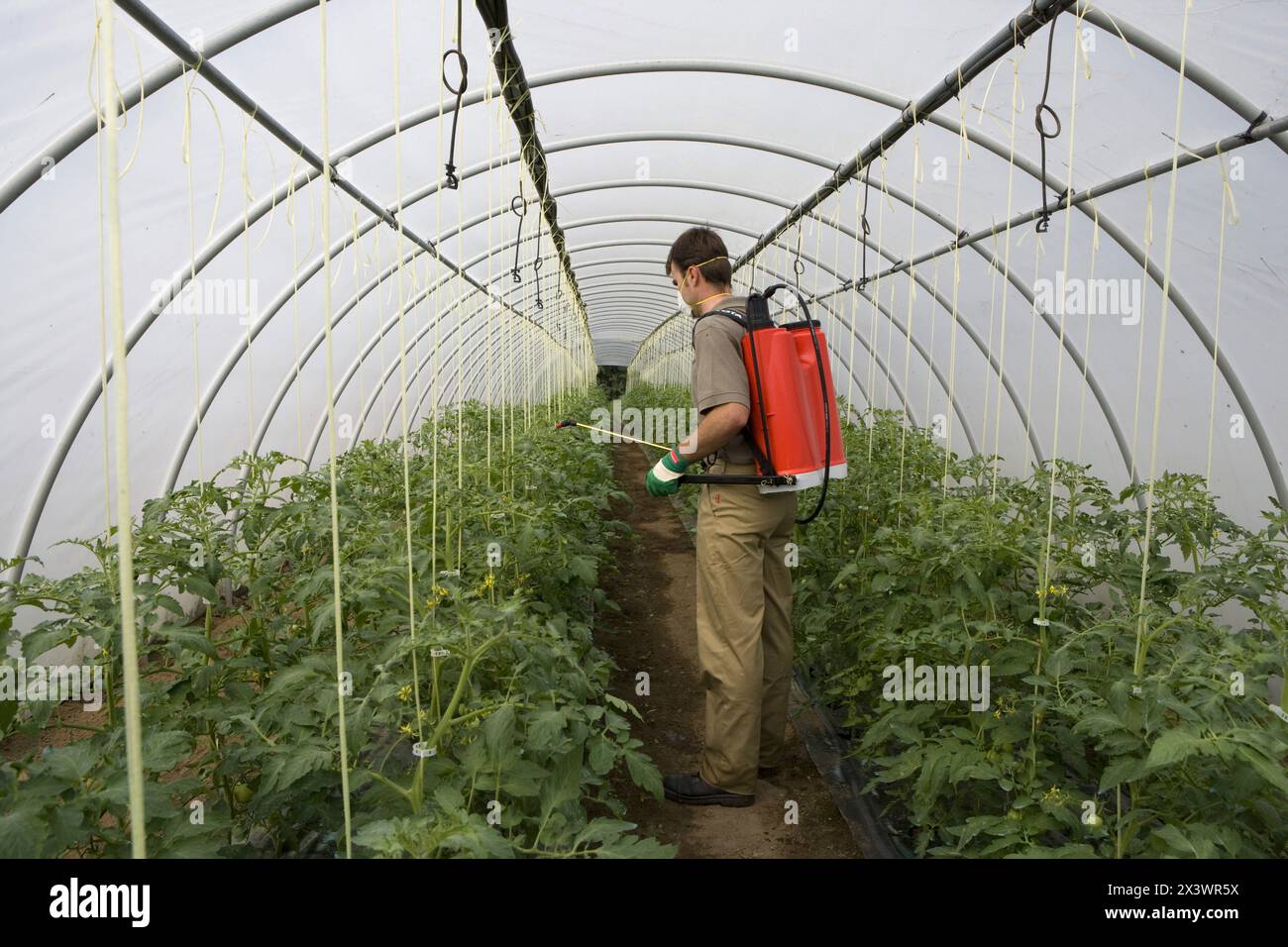 Farmer using sprayer in tomatoes greenhouse Stock Photo - Alamy