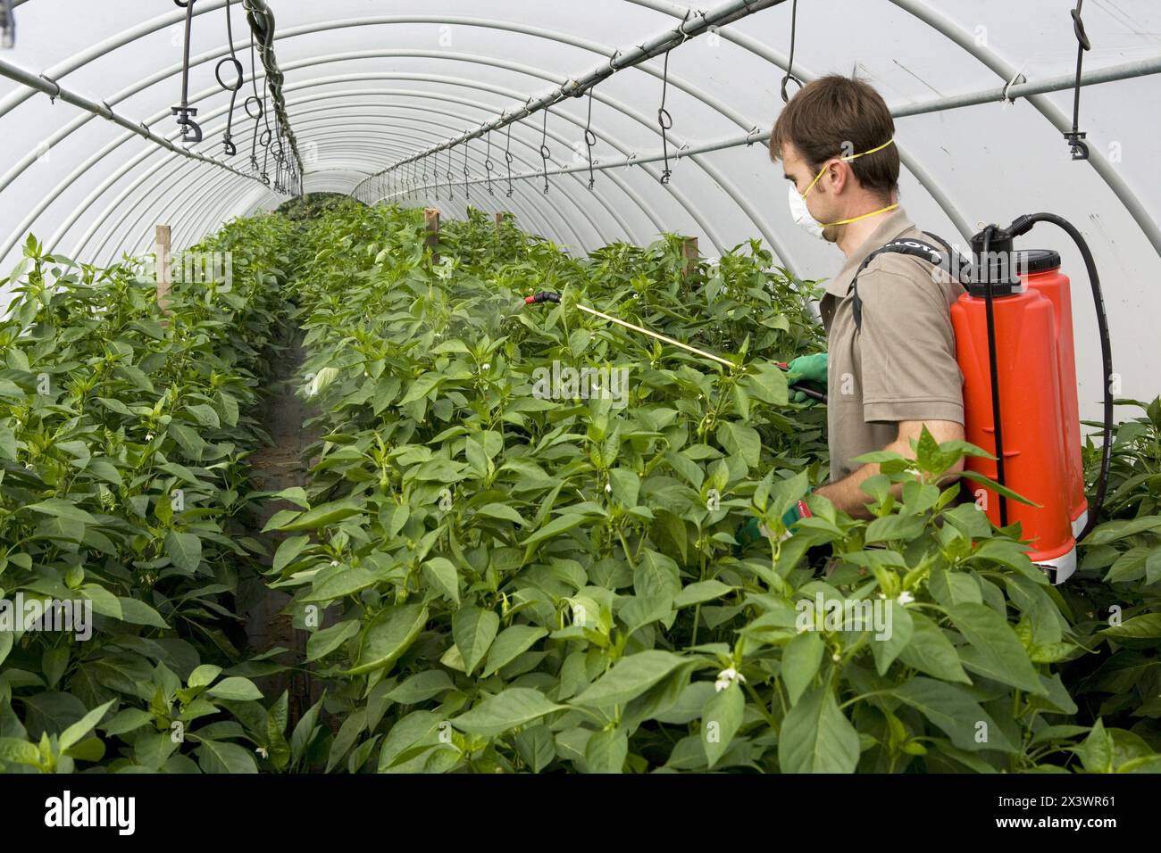 Farmer using sprayer in tomatoes greenhouse Stock Photo - Alamy