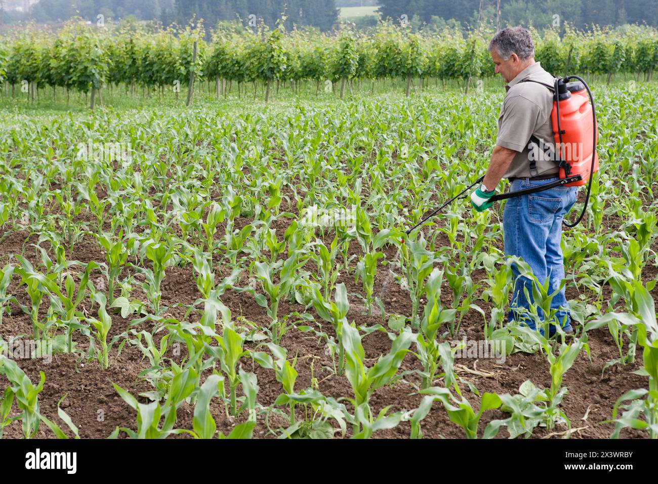 Farmer treating corn plants with sprayer (fertilizer, insecticide ...