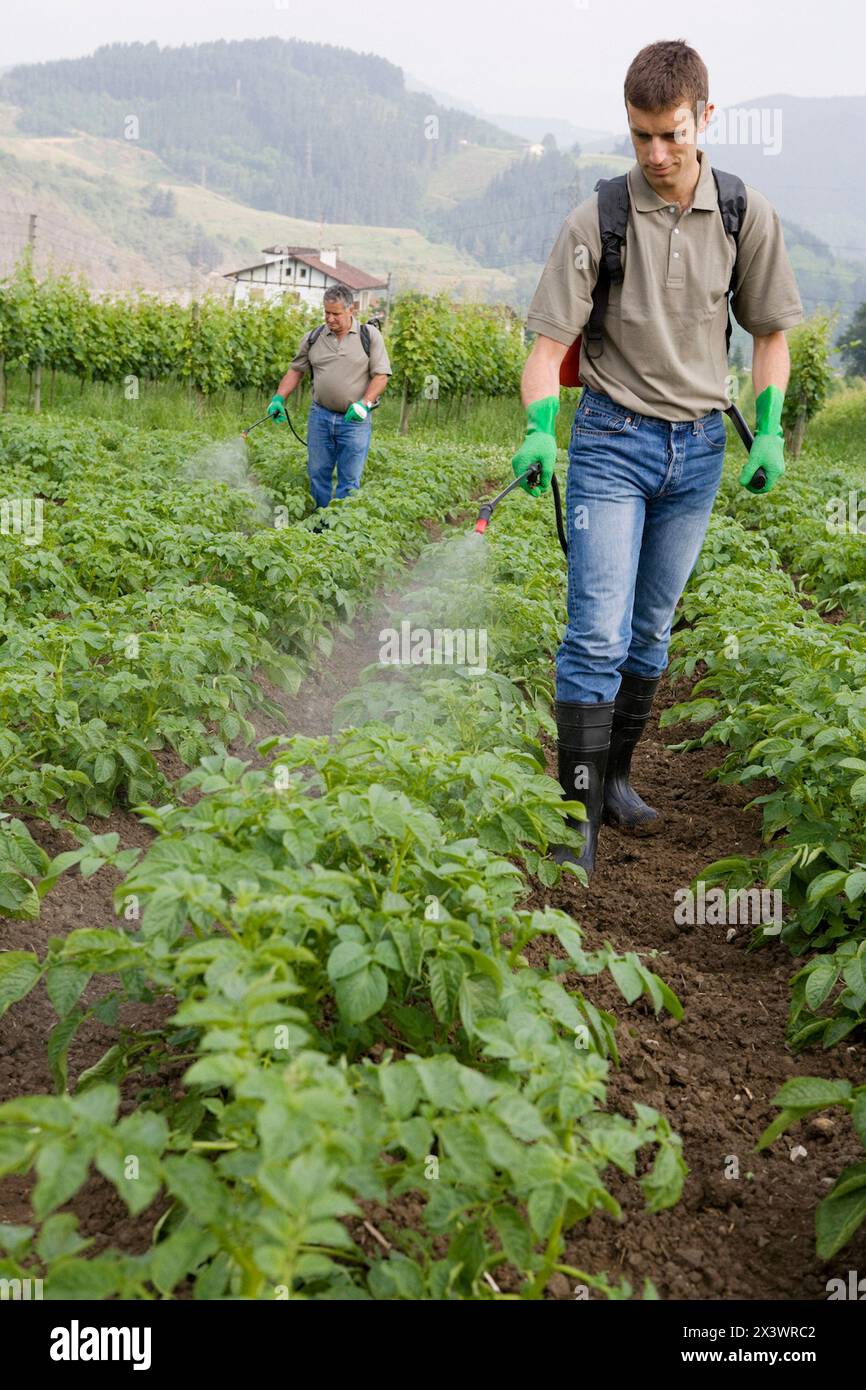 Farmers treating potato plants with sprayer (fertilizer, insecticide ...