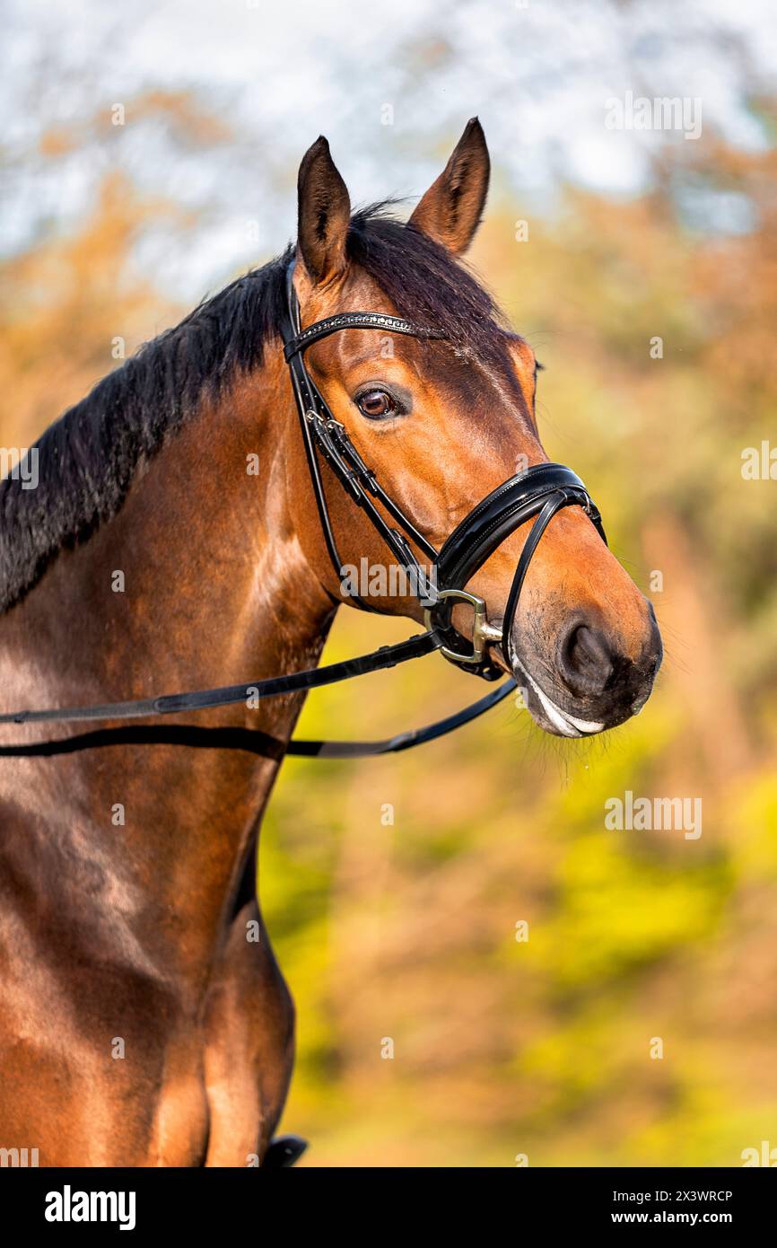 Dutch Warmblood. Portrait of bay gelding in autumn. Germany Stock Photo - Alamy