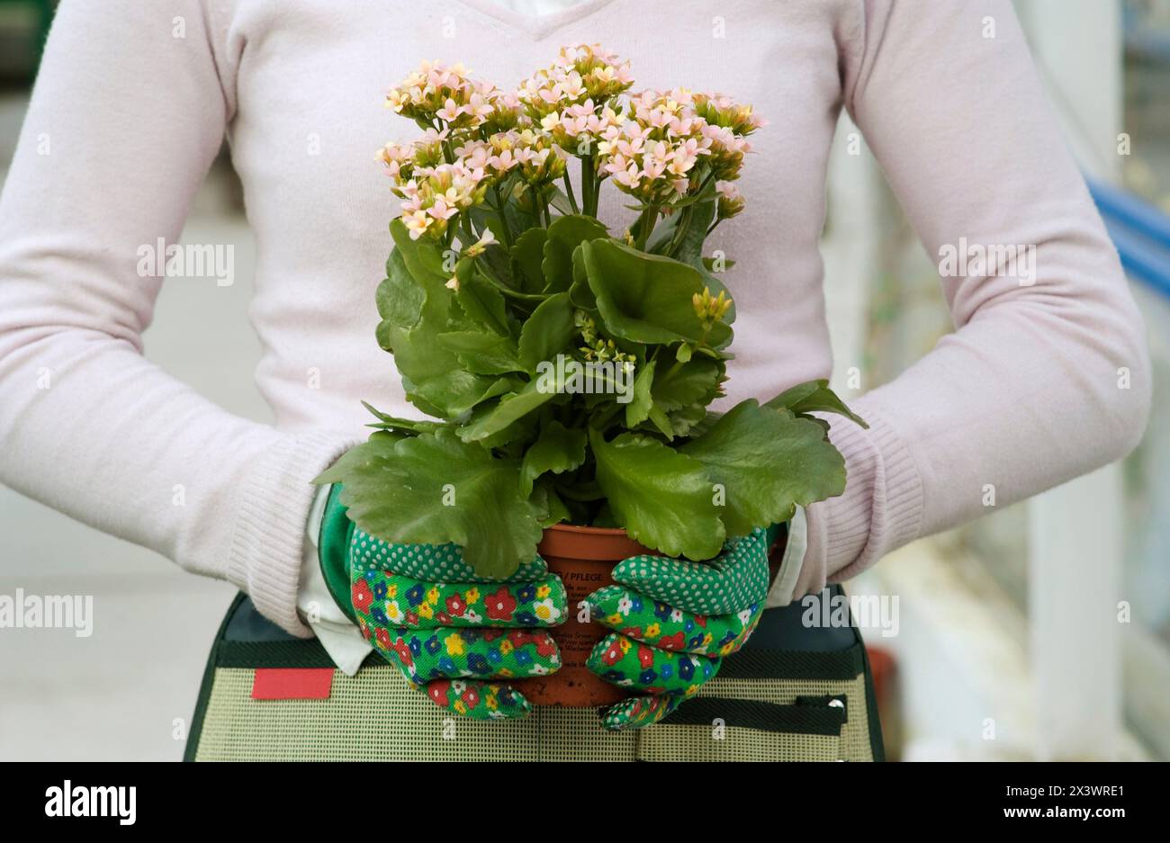 Pot with flowers. Greenhouse Stock Photo - Alamy