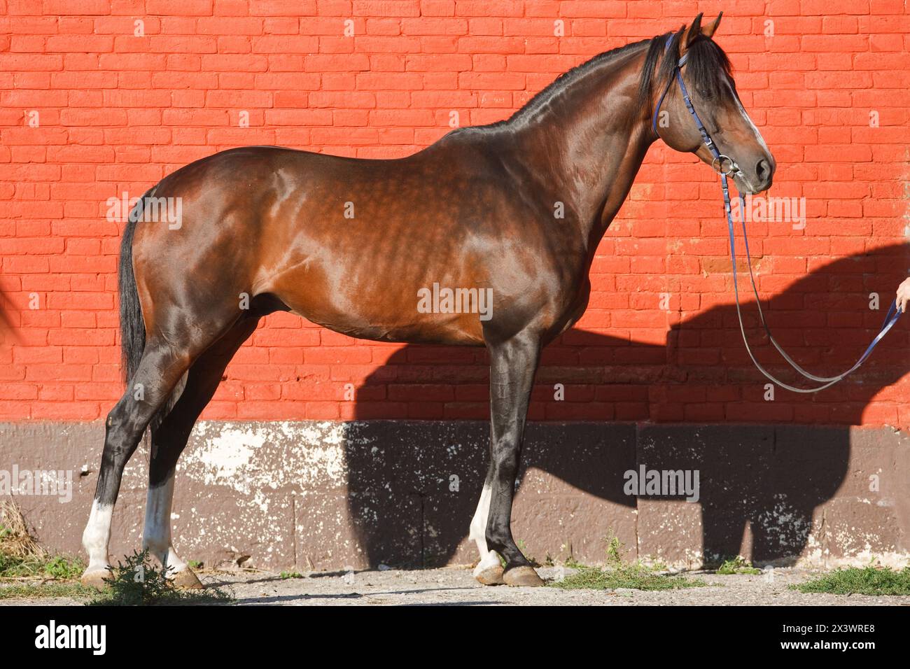 French Throughbred. Bay stallion standing, seen side-on. France Stock ...