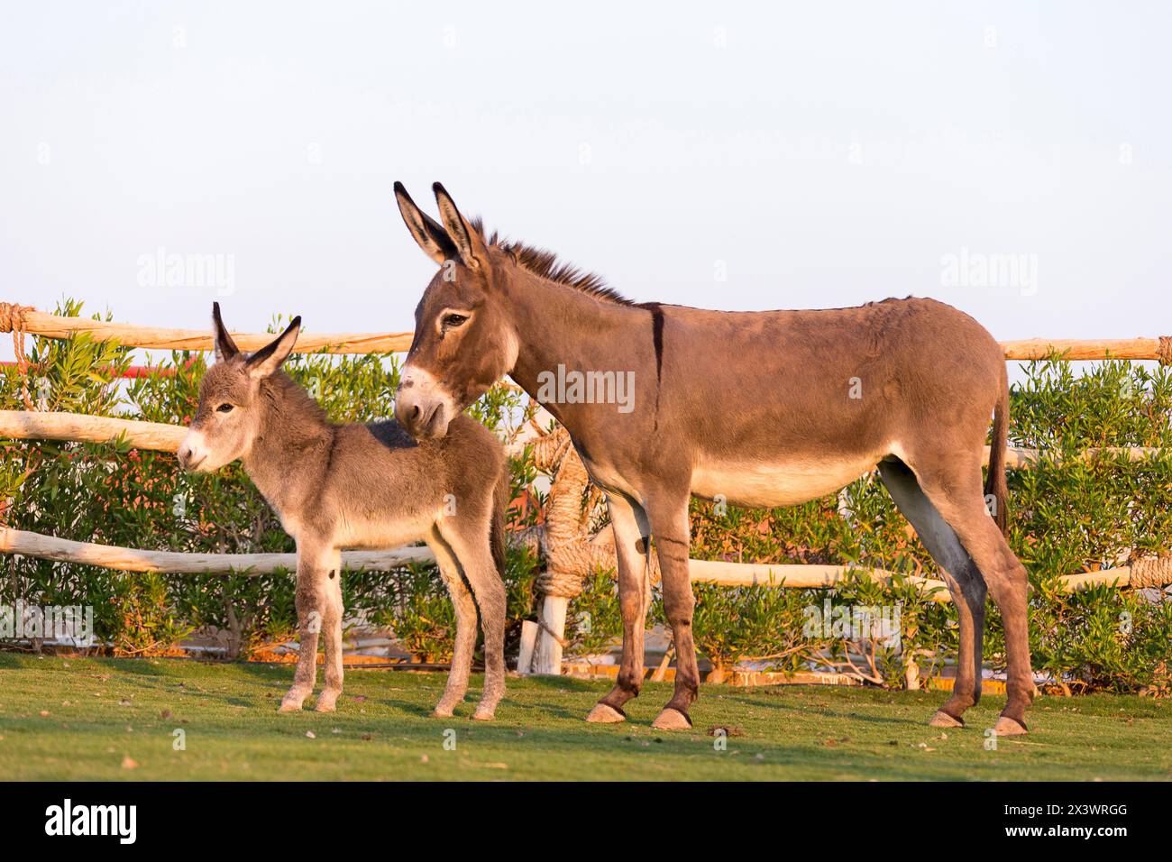 Domestic Donkey (Equus asinus asinus). Jenny with foal stadning in a ...