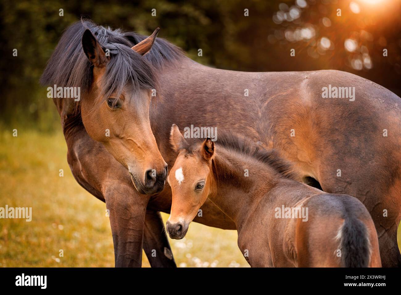 German Riding Pony. Bay mare with foal standing on a meadow. Germany ...