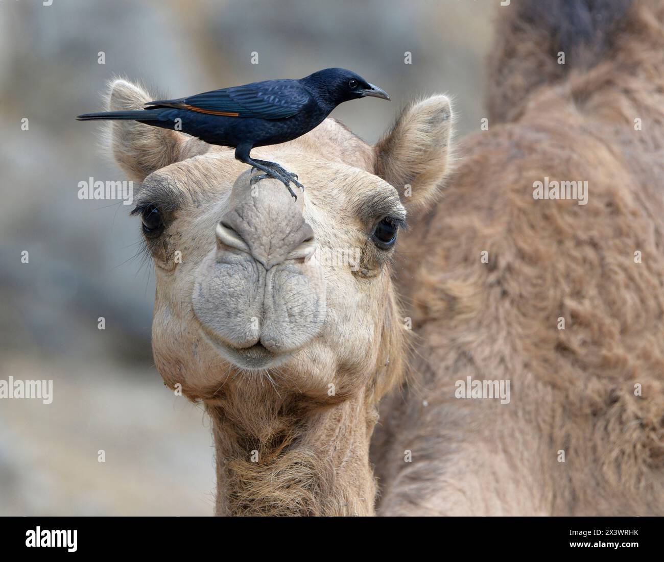 Oman bird dhofar hi-res stock photography and images - Alamy