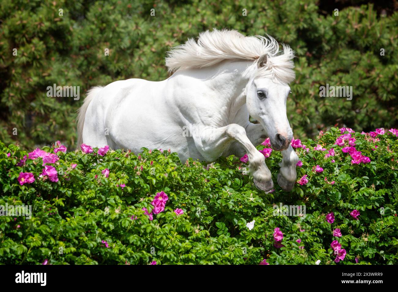Connemara pony jumping hi-res stock photography and images - Alamy