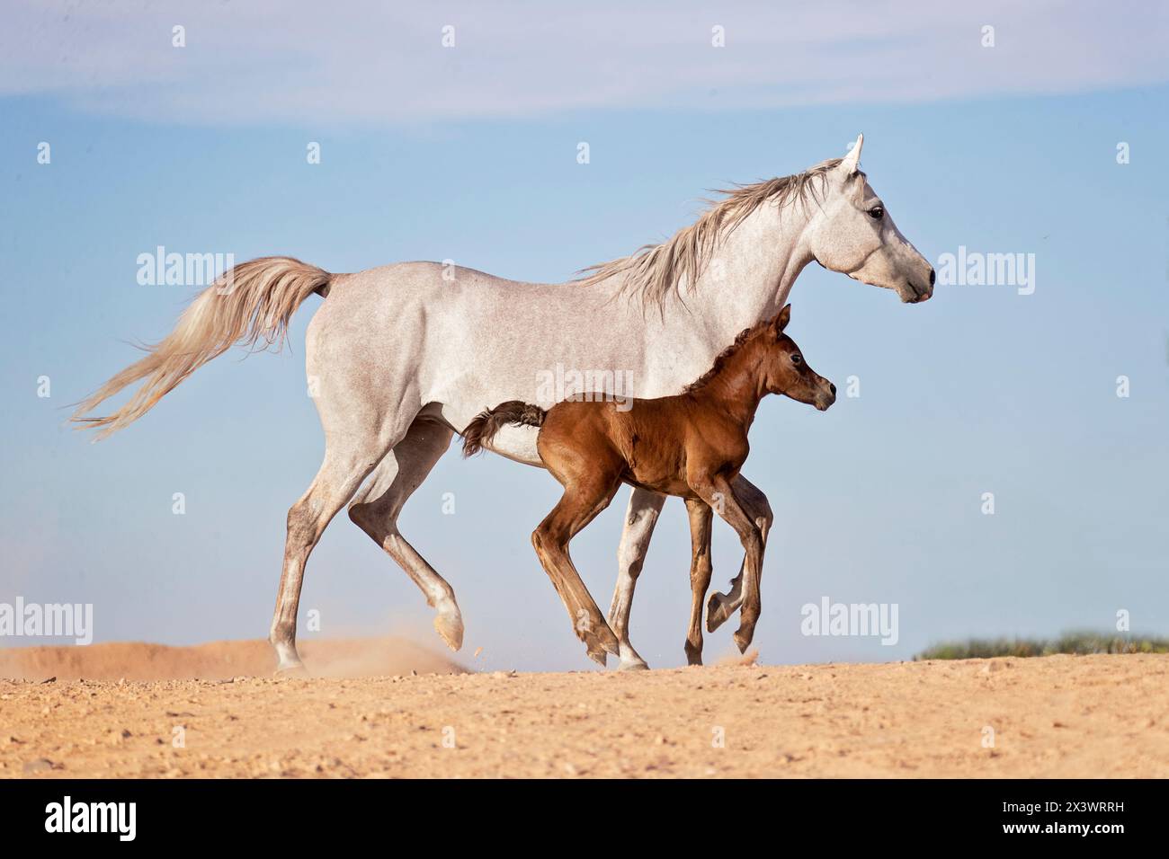 Purebred Arabian Horse. Grey mare with foal trotting in the desert ...