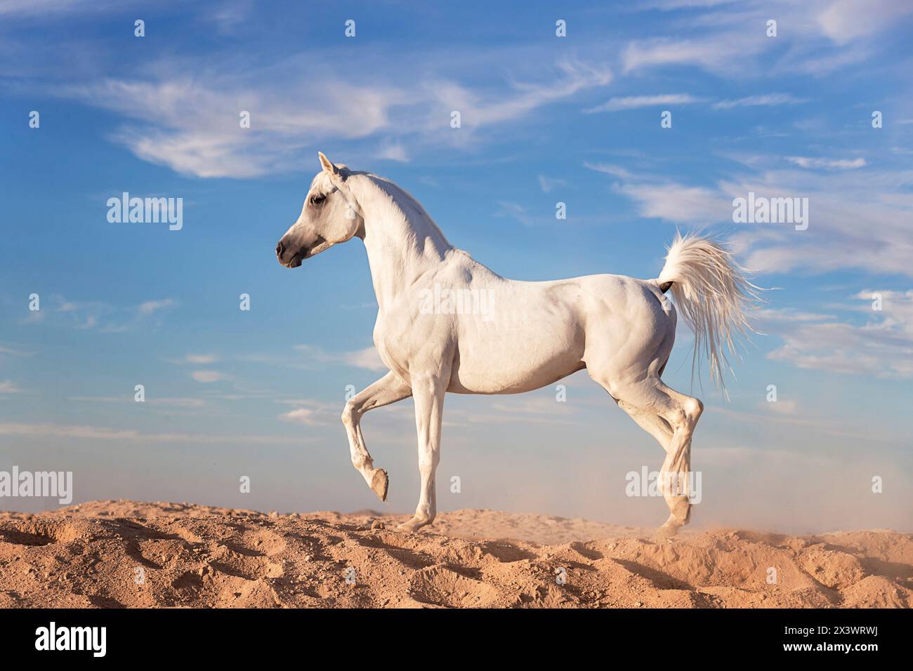 Arabian Horse. Gray stallion trotting in the desert. Egypt Stock Photo ...