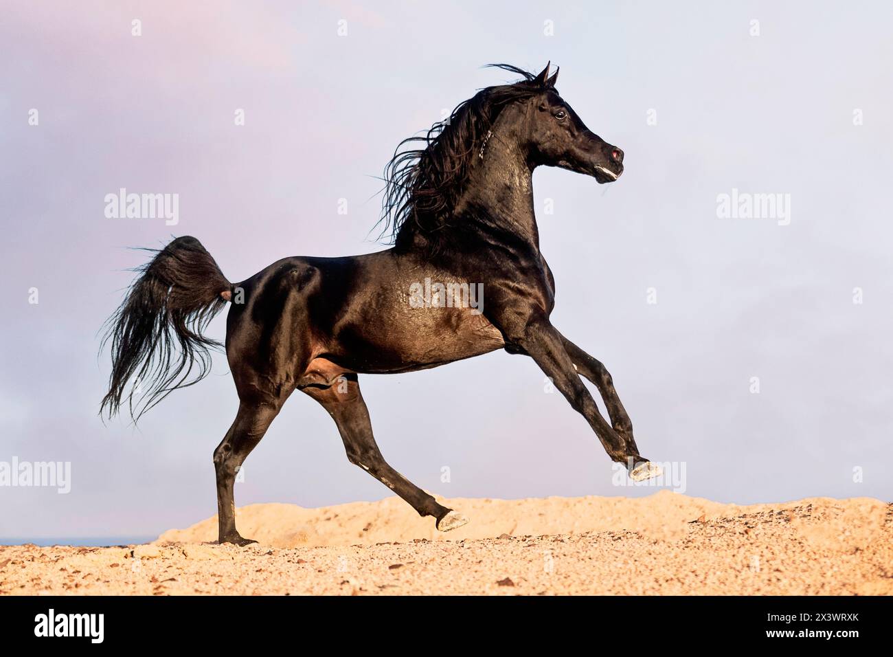 Purebred Arabian Horse. Black stallion galloping in the desert. Egypt ...