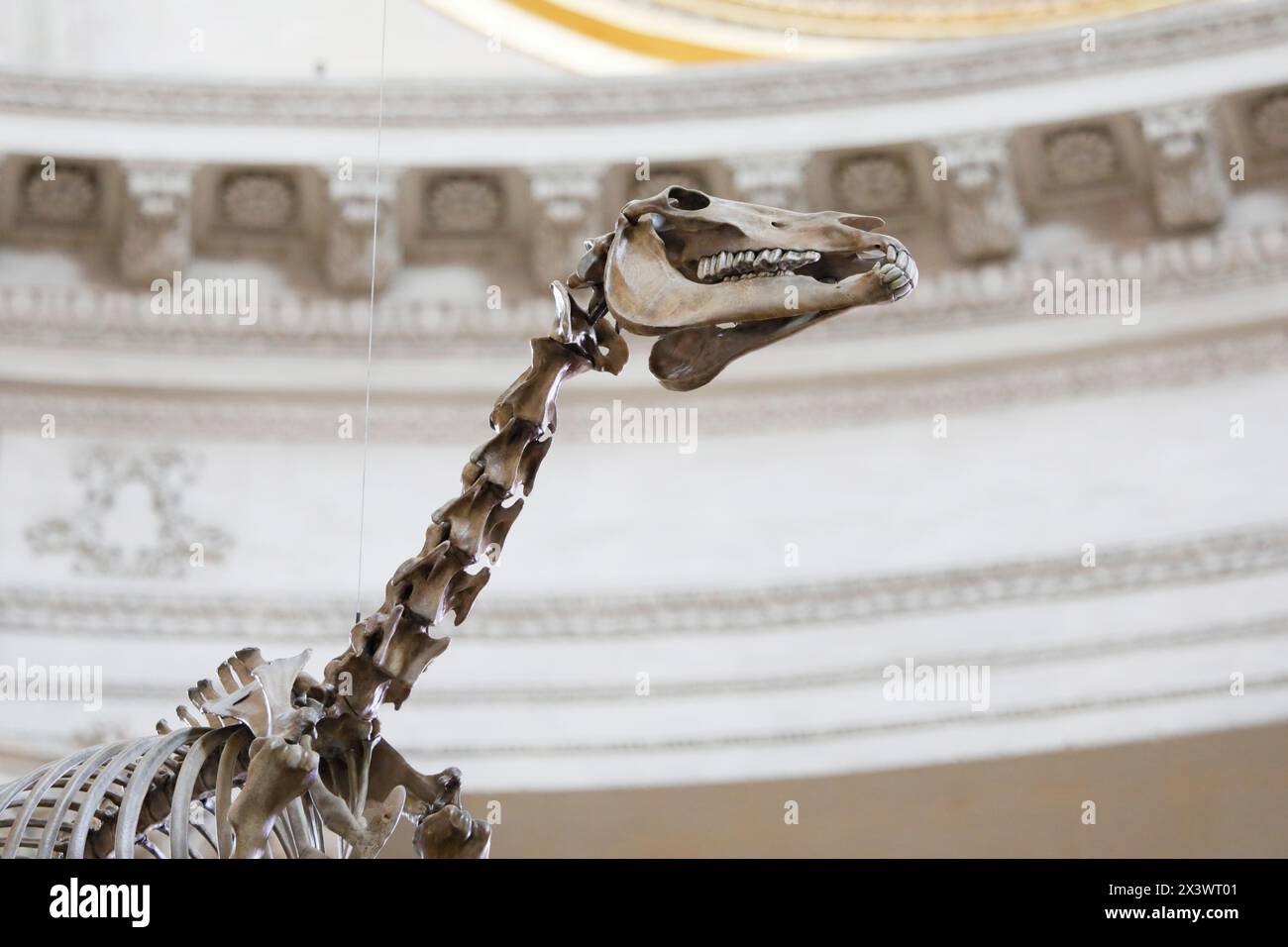 France. Paris. 7th district. Hotel invalid. Army museum. Napoleon's ...