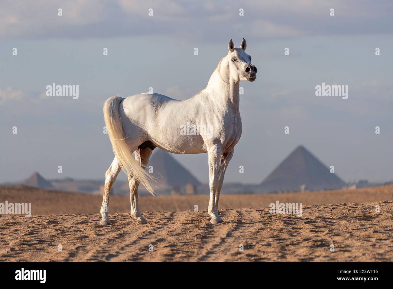 Arabian Horse. Gray stallion stands in front of the pyramids in the ...