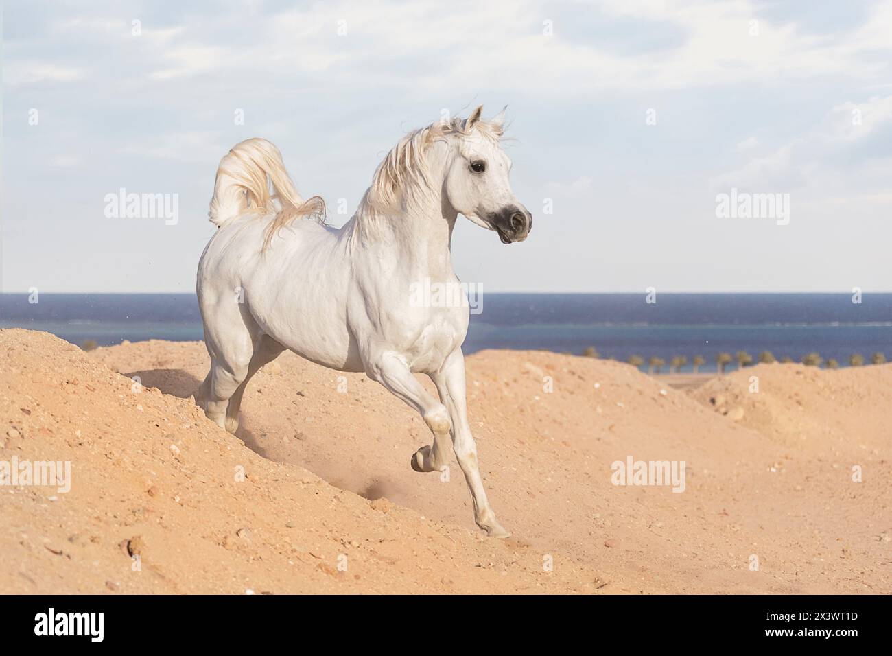 Arabian Horse. Gray stallion trotting in the desert. Egypt Stock Photo ...