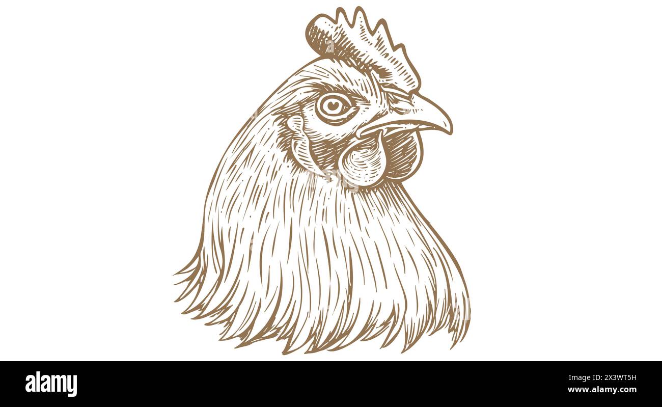 Chicken hen portrait Stock Vector Images - Alamy