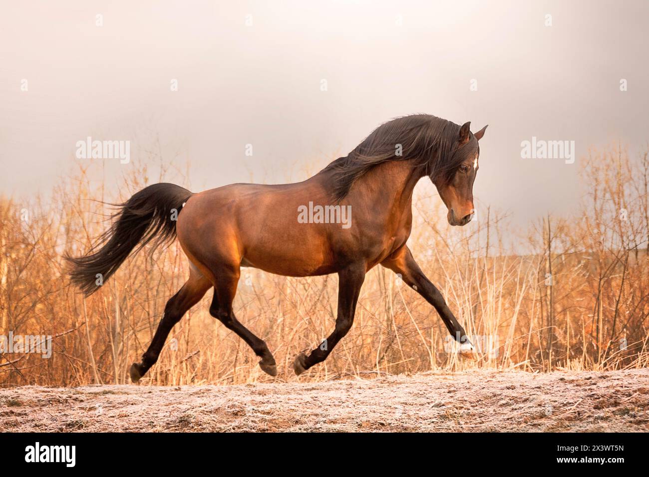 PRE Andalusian x Arabian Horse. Bay stallion trotting in front of reed ...