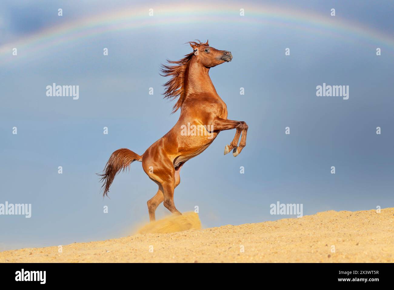 Purebred Arabian Horse. Chestnut stallion rearing in the desert in ...
