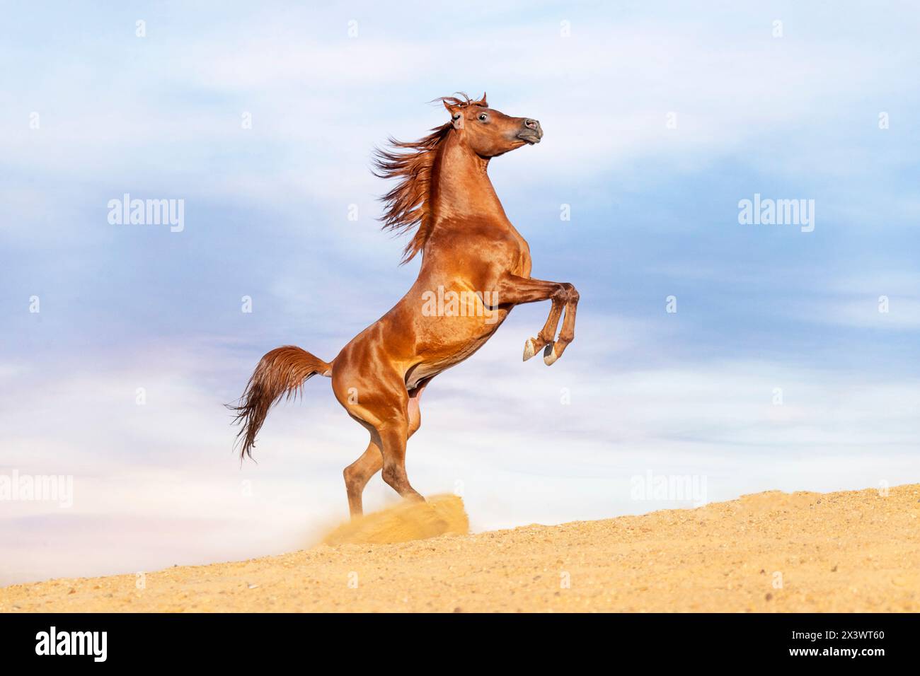Purebred Arabian Horse. Chestnut stallion rearing in the desert. Egypt ...