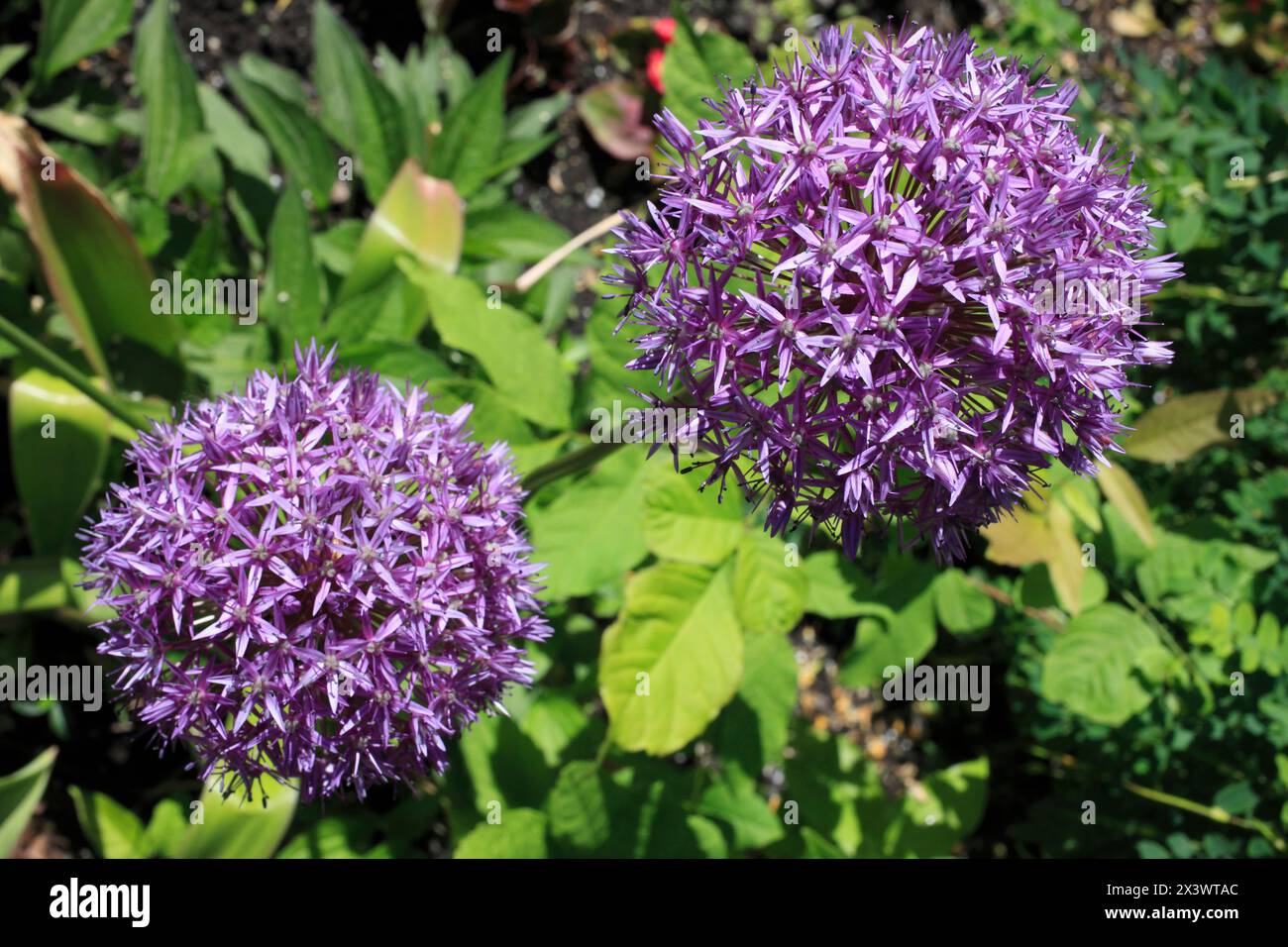 Spring, close-up on allium flower Stock Photo - Alamy