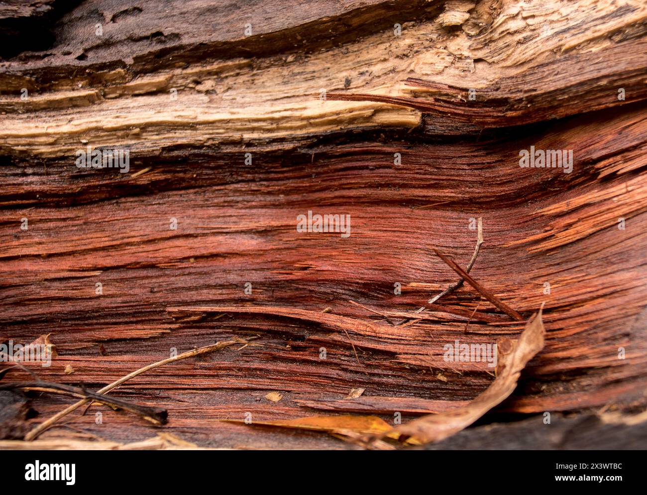 Tornado aftermath tree hi-res stock photography and images - Alamy