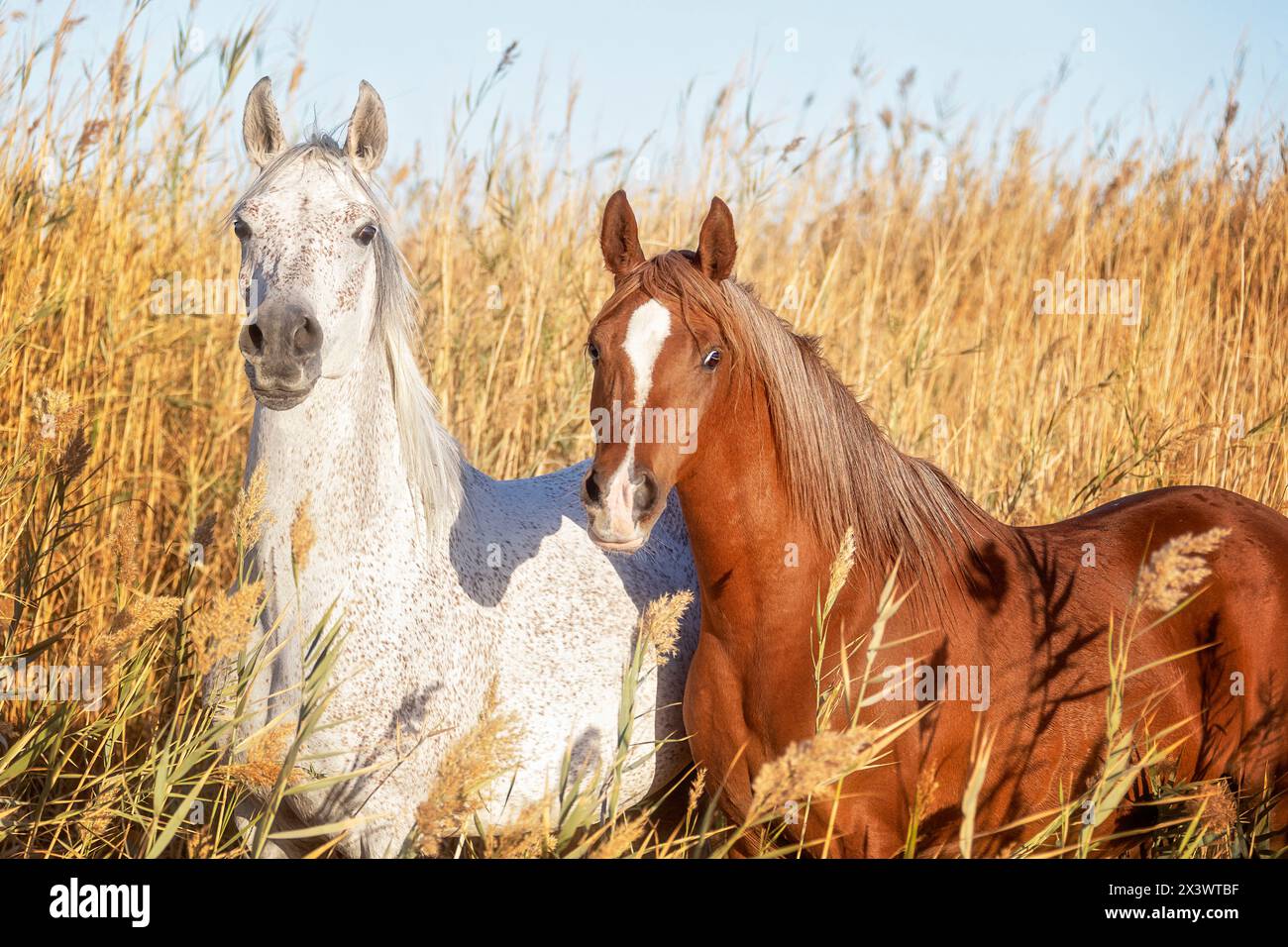Arabian Horse. Chestnut and gray mare standing in reed. Egypt Stock ...