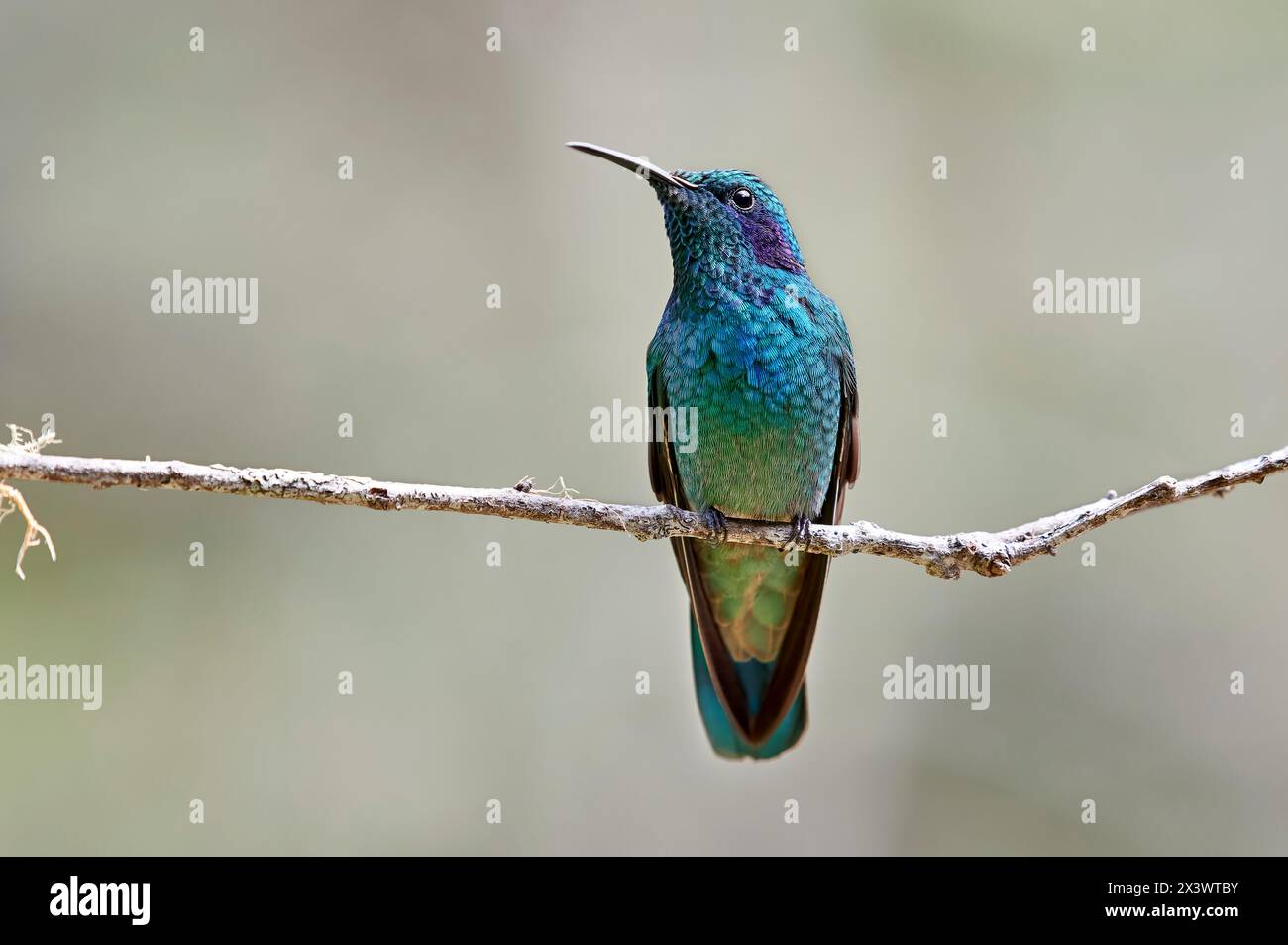Lesser Violetear (Colibri cyanotus) hummingbird perched on a twig. San ...
