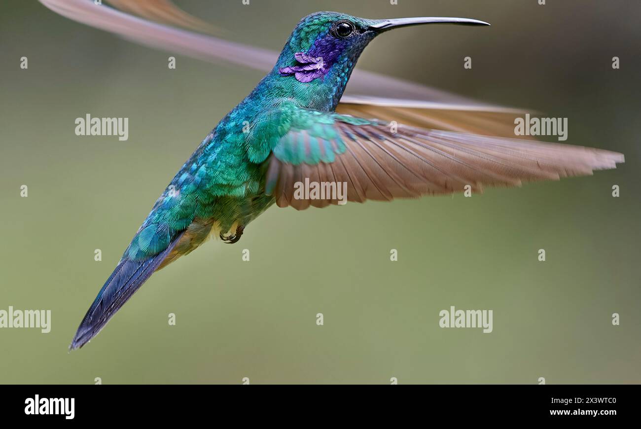 Lesser Violetear (Colibri cyanotus) hummingbird in flight. San Gerardo ...