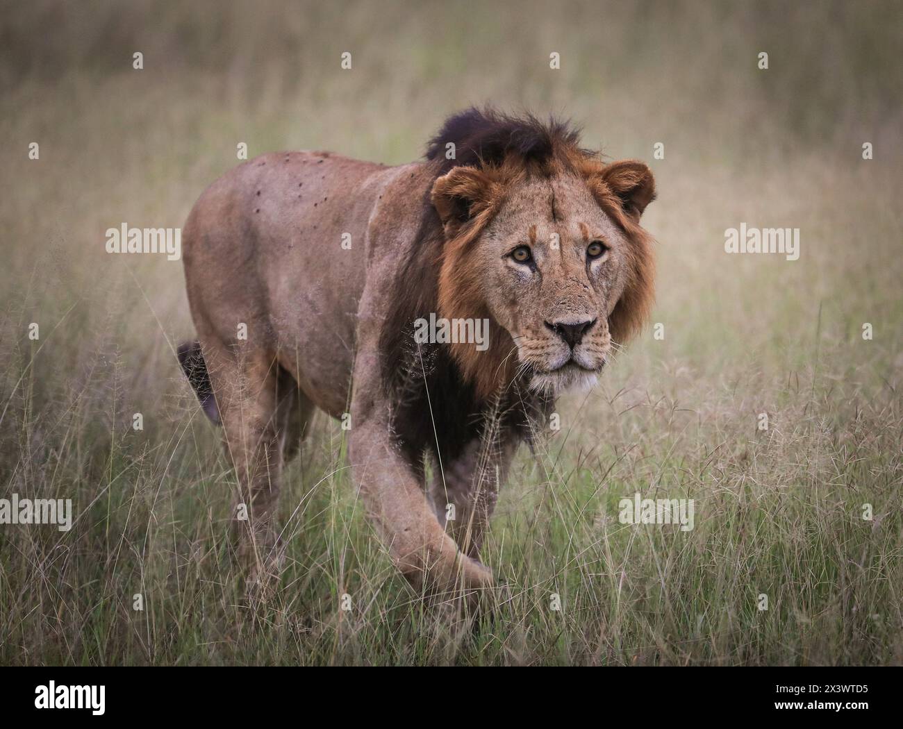 (240429) -- KAJIADO, April 29, 2024 (Xinhua) -- A lion is seen at ...