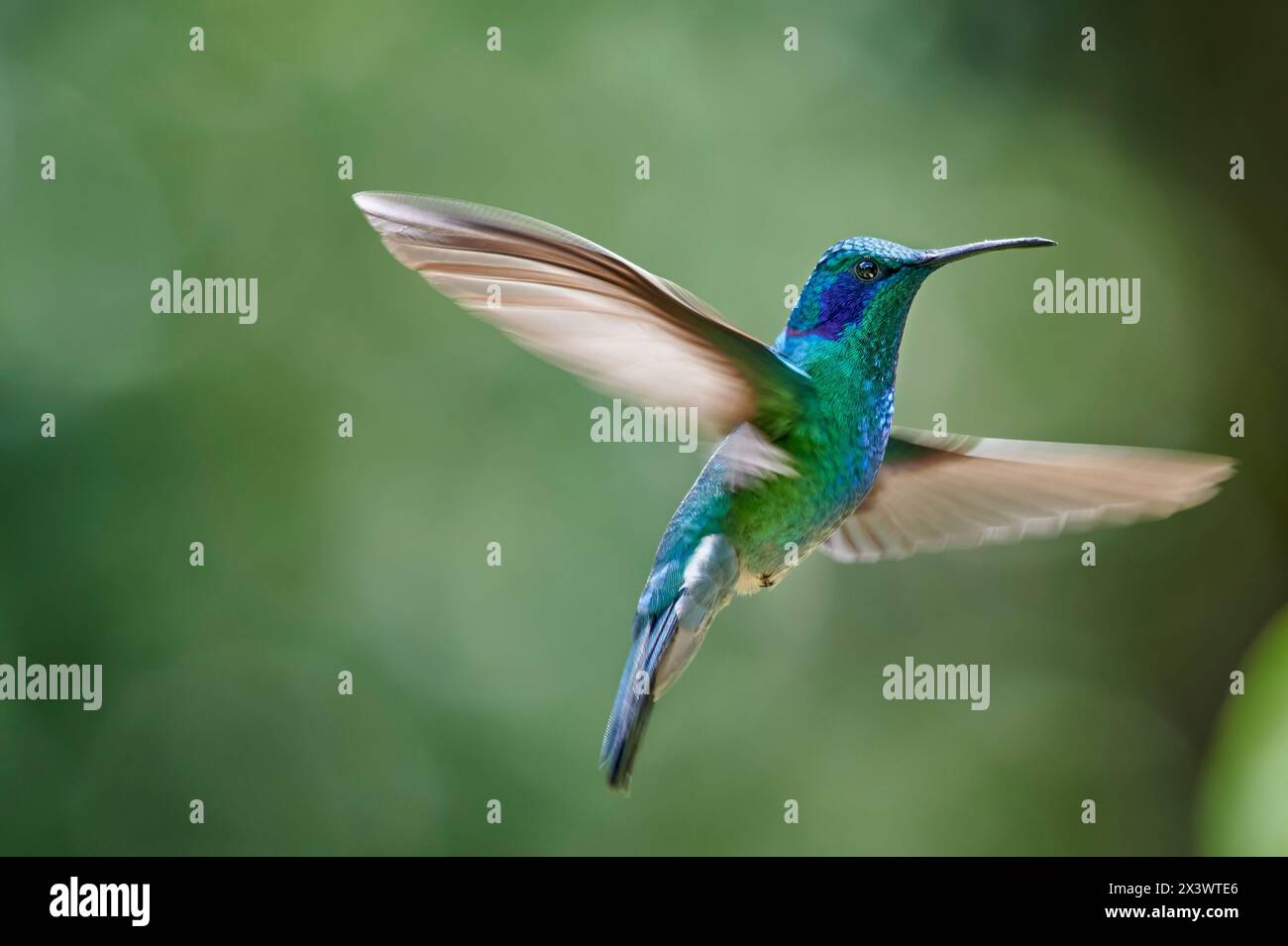 Colibrí de américa central hi-res stock photography and images - Alamy