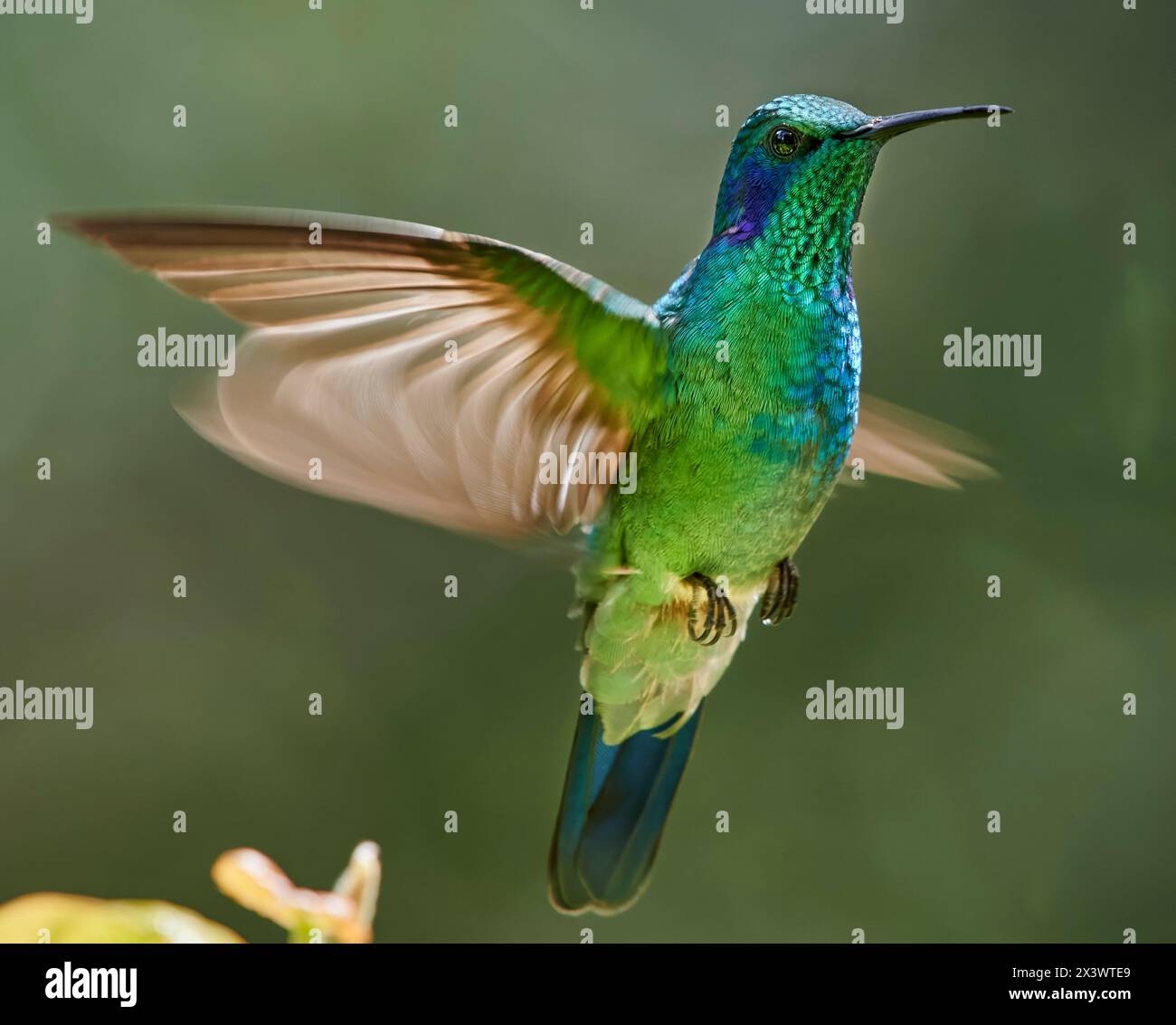 Colibrí de américa central hi-res stock photography and images - Alamy