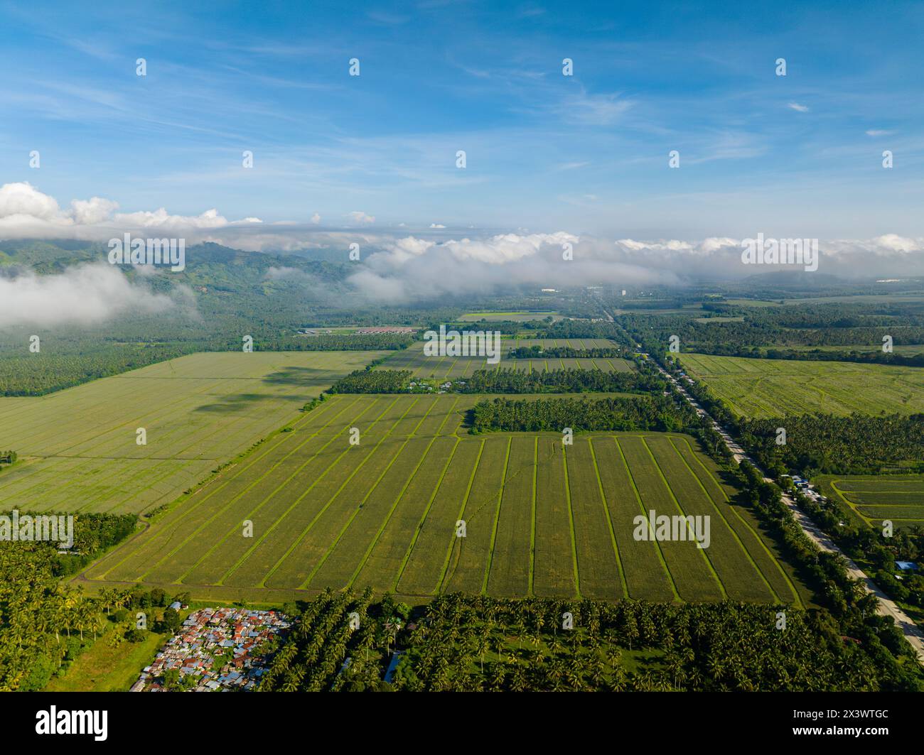 Cloudscape over the rice fields in Agricultural land. Mindanao ...