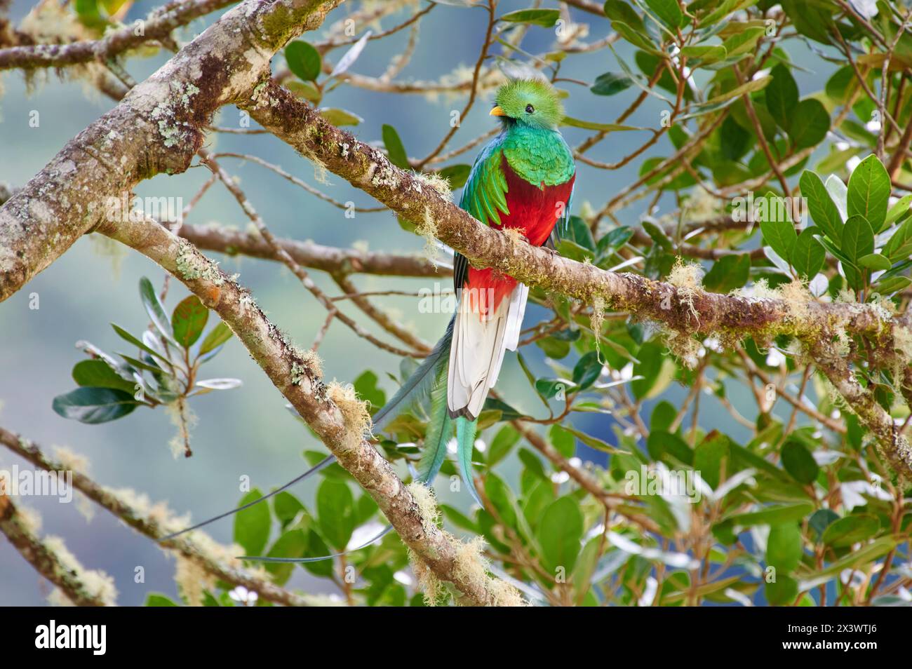 Resplendent Quetzal (Pharomachrus mocinno). Male perched in a wild ...
