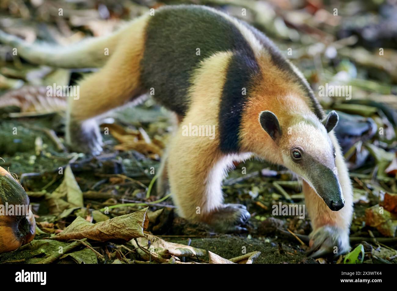 America central mexicana hi-res stock photography and images - Alamy