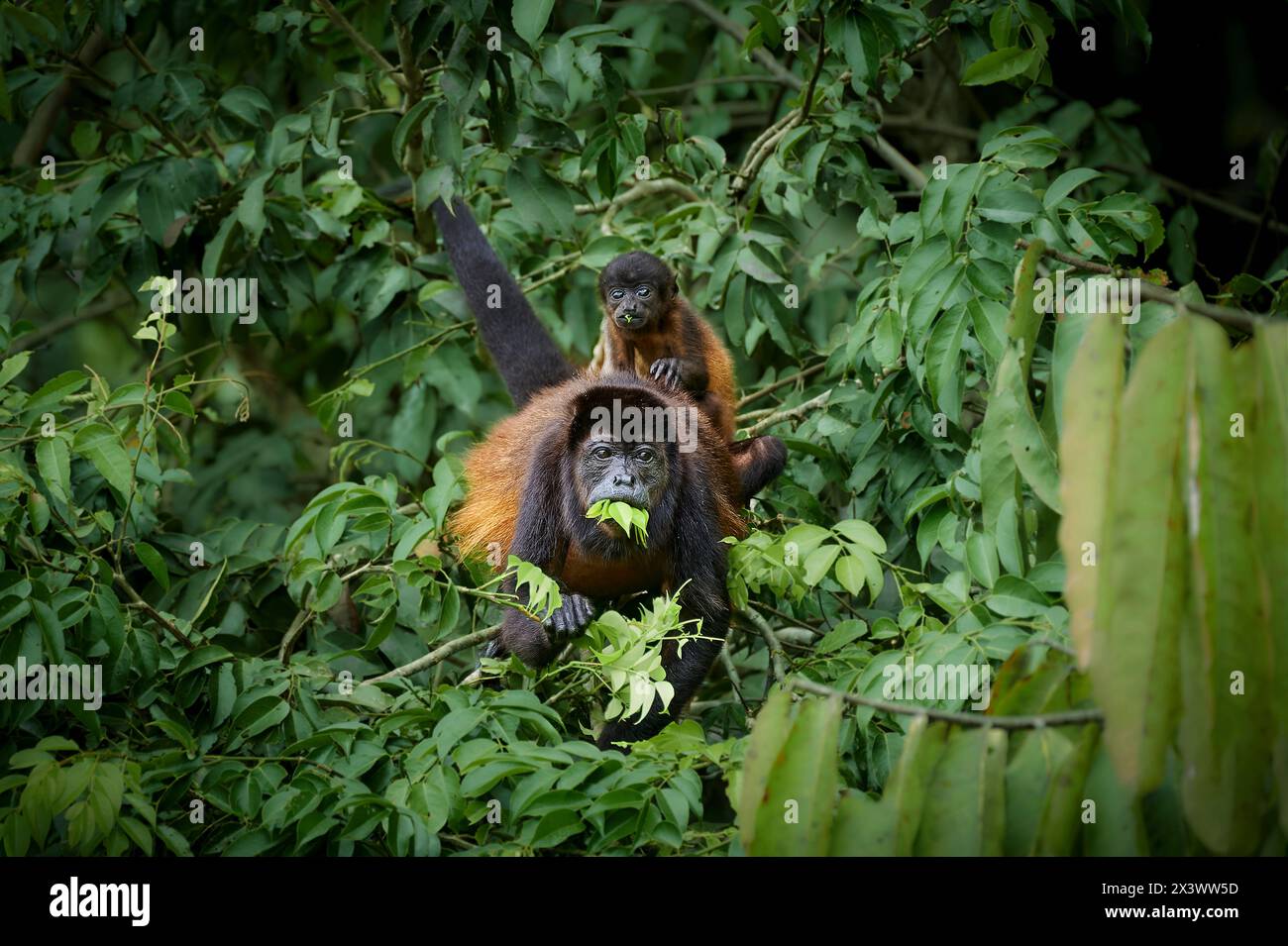 Mantled Howler (Alouatta palliata). Mother and young in a tree., eating ...