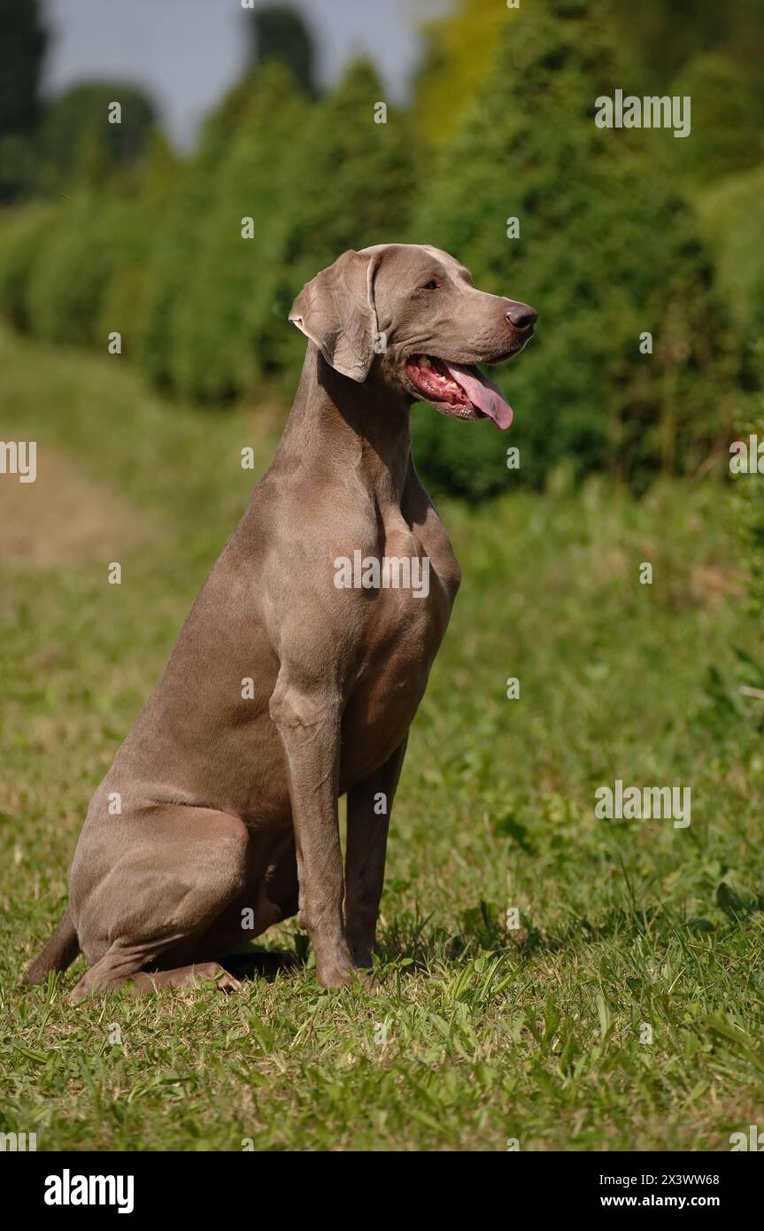 Weimaraner dog breed hi-res stock photography and images - Alamy