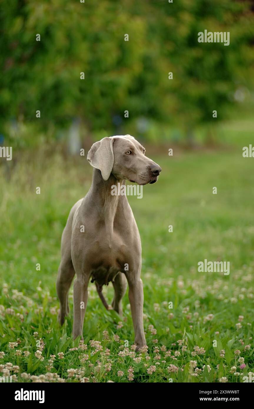 Weimaraner dog breed hi-res stock photography and images - Alamy