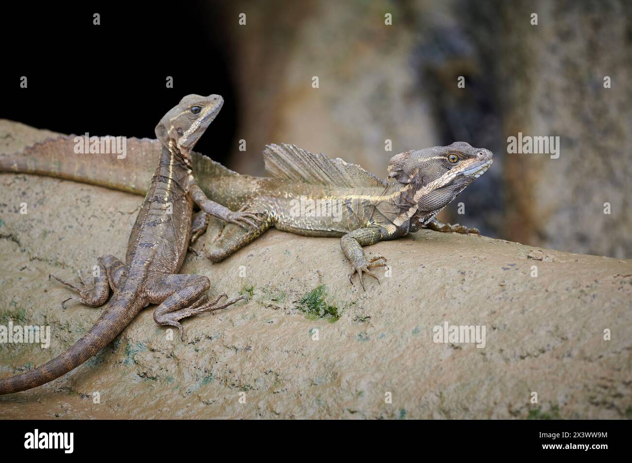 Common Basilisk (Basiliscus basiliscus) or Jesus Christ lizard. Couple ...