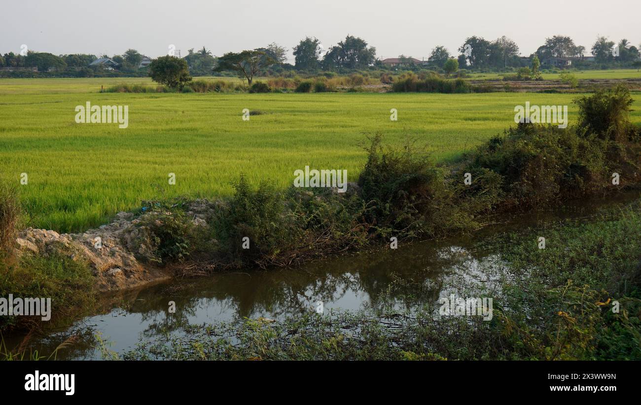 Landscape rice field siem reap hi-res stock photography and images - Alamy